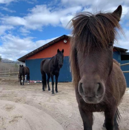 Home | Sagebrush Ranch