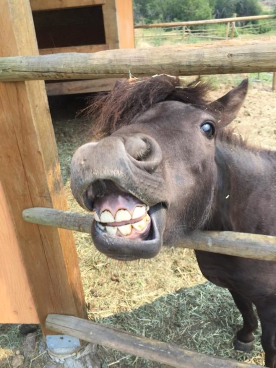 Home | Sagebrush Ranch